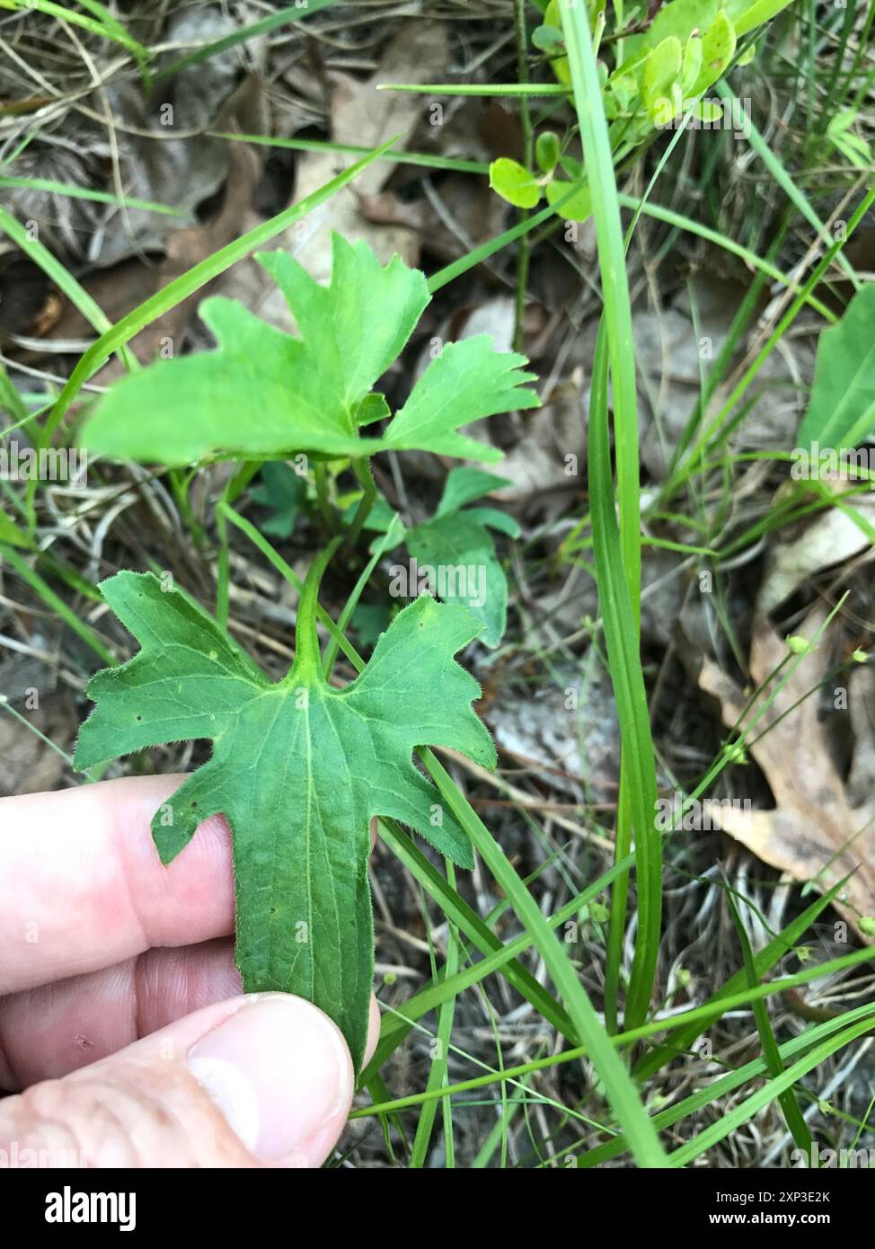 three-lobed violet (Viola palmata) Plantae Stock Photo - Alamy