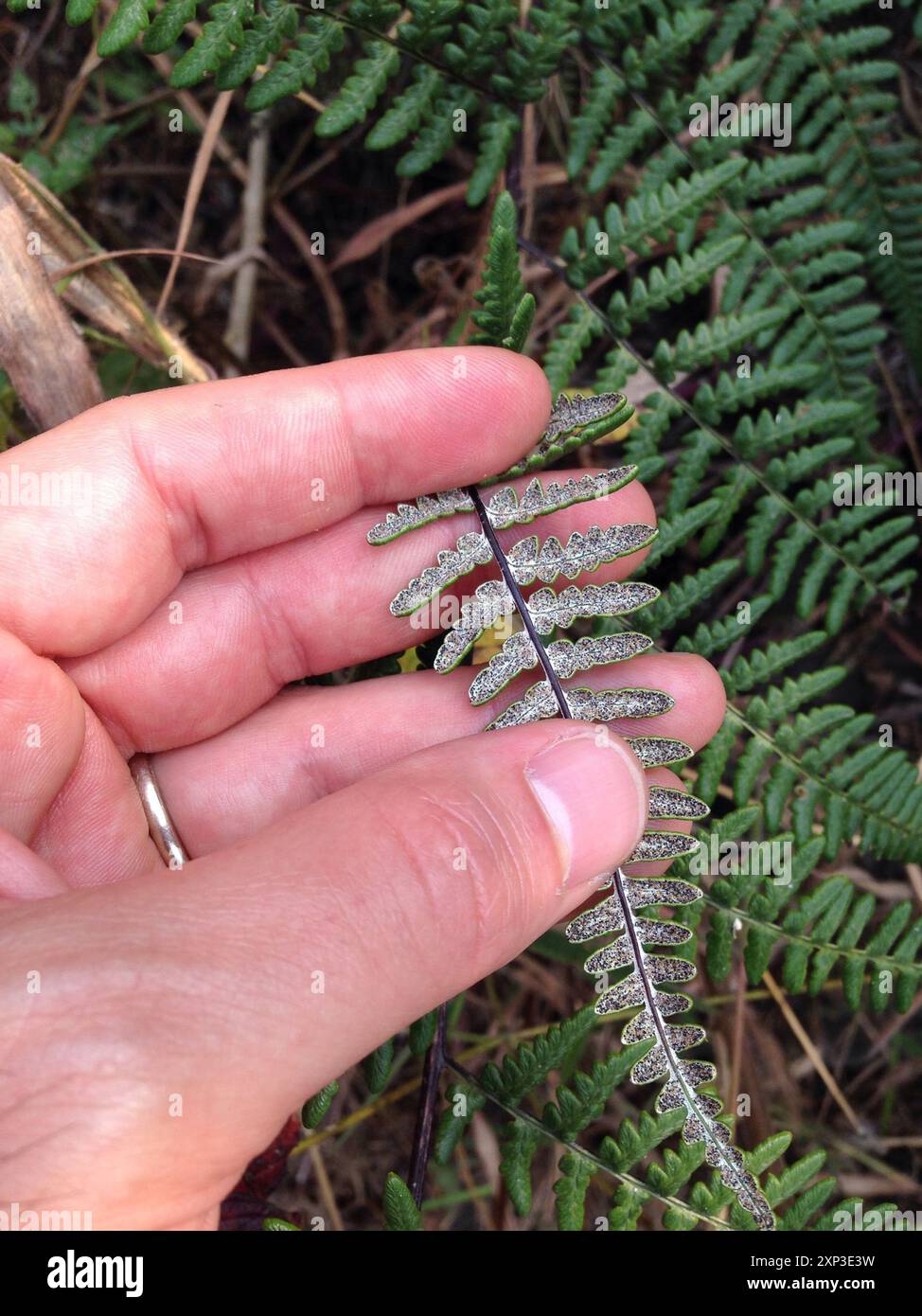 Silverback and Goldback Ferns (Pityrogramma) Plantae Stock Photo - Alamy