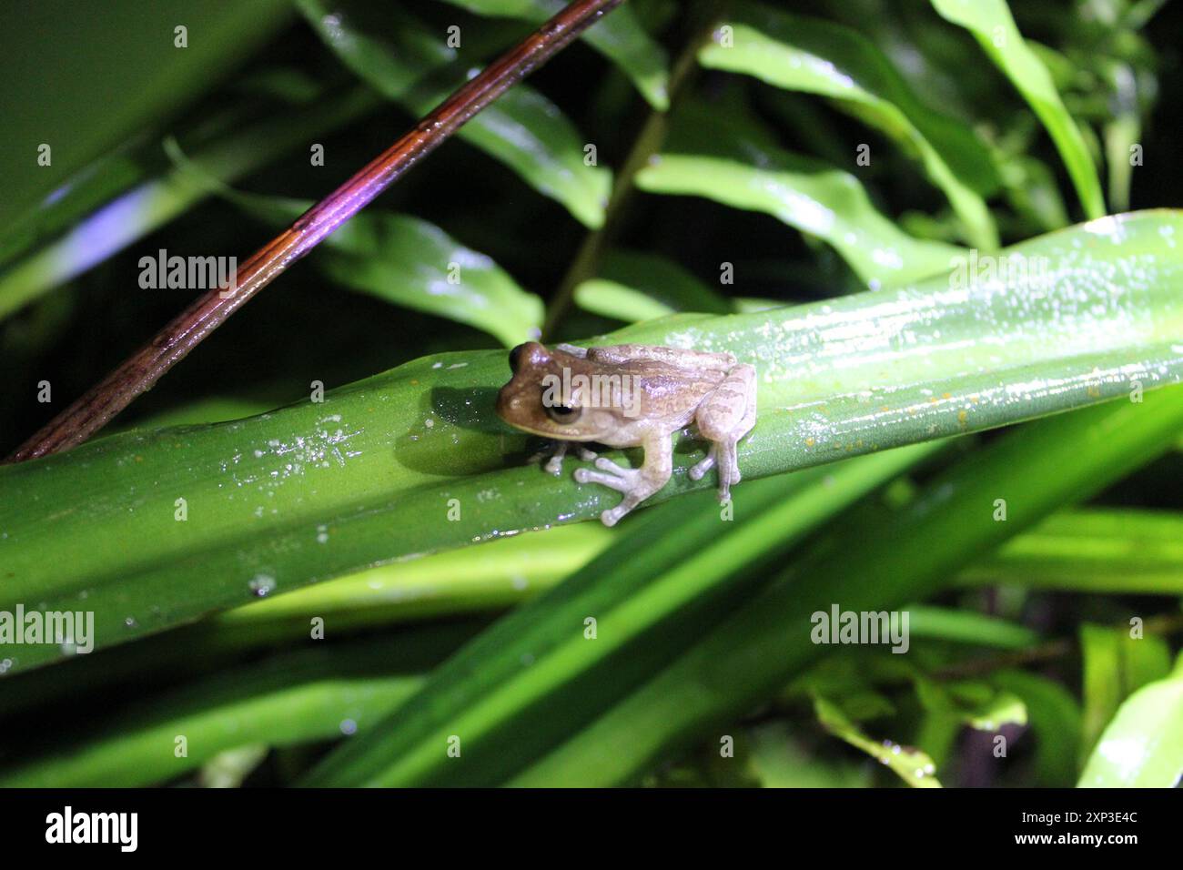 Nicaragua Cross-banded Tree Frog (Smilisca puma) Amphibia Stock Photo ...