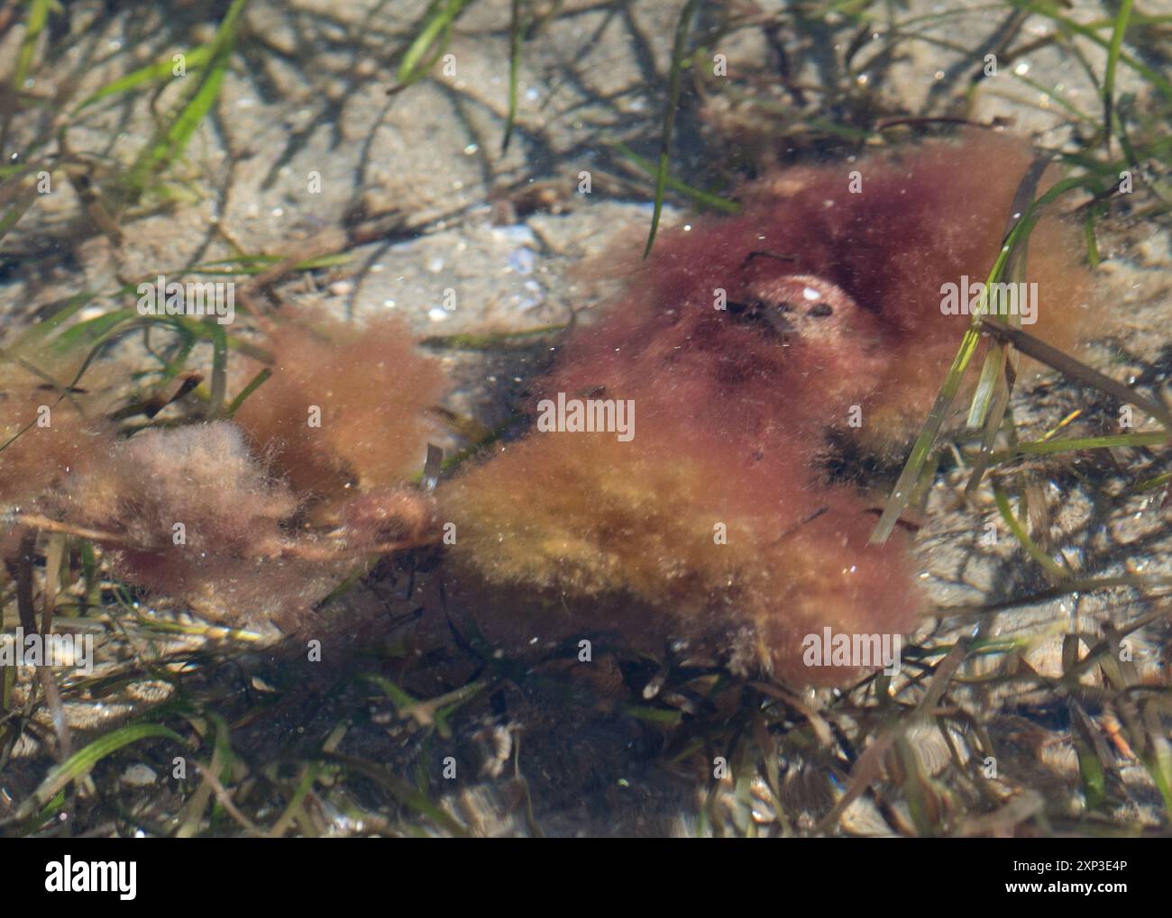 red algae (Rhodophyta) Plantae Stock Photo - Alamy