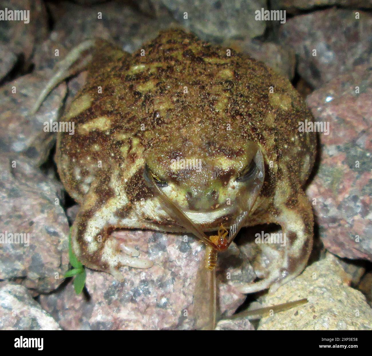 Common Rain Frog (Breviceps adspersus) Amphibia Stock Photo - Alamy