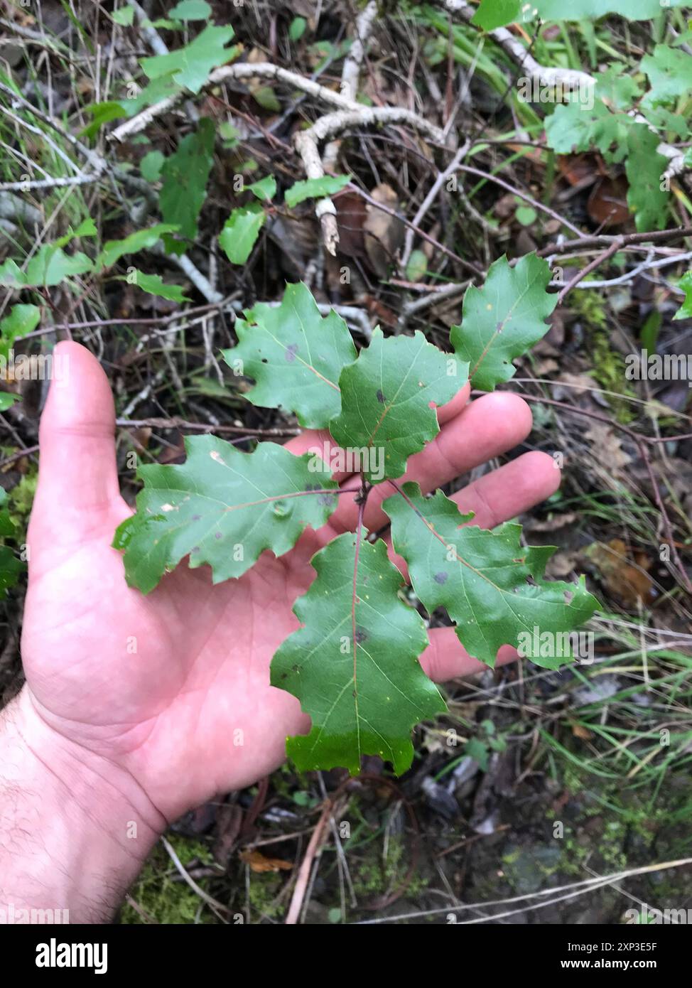 Oracle Oak (Quercus × morehus) Plantae Stock Photo - Alamy