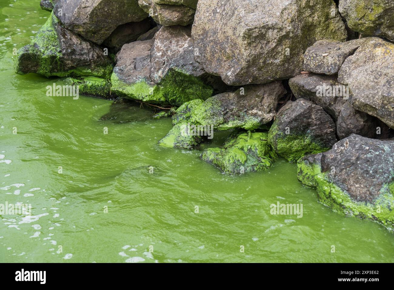 Thick pea green sludge from toxic blue green cyanobacteria algae blooms ...