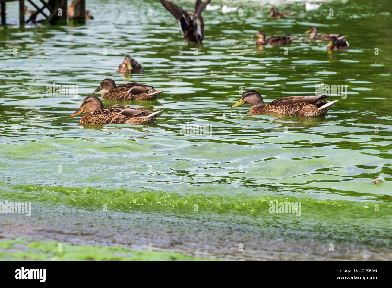 Ducks in river at entrance to Lough Neagh in heavily affected water ...