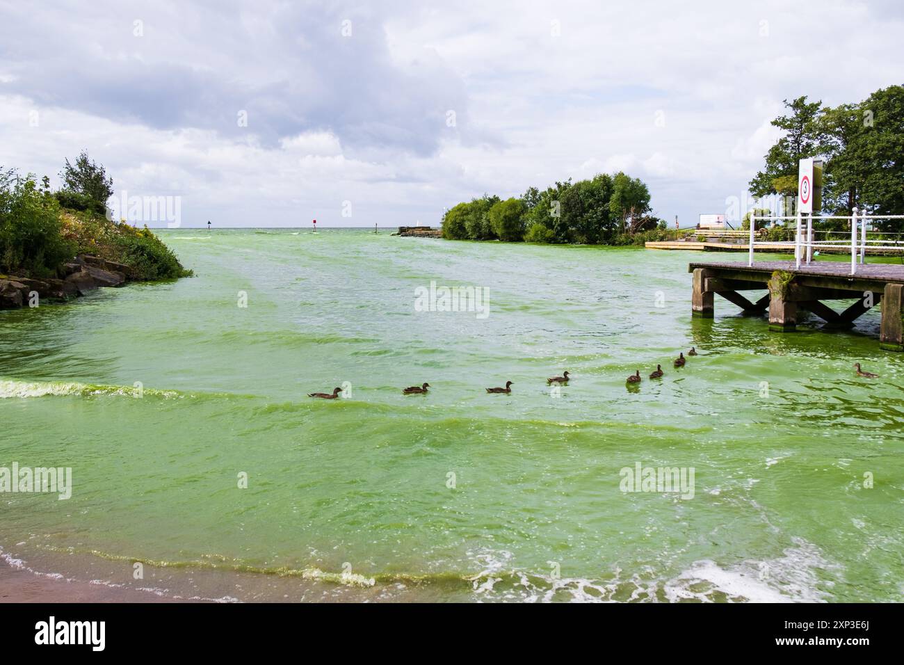 Antrim, Northern Ireland - August 3rd 2024: Carpet of green algae ...