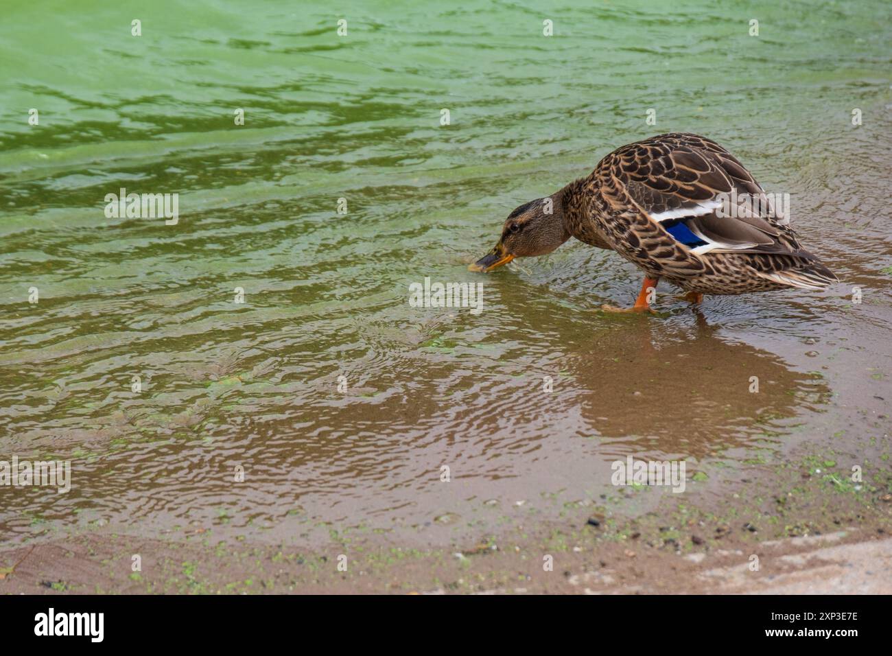 Solitary duck drinking river water heavily polluted by Green Blue algae ...