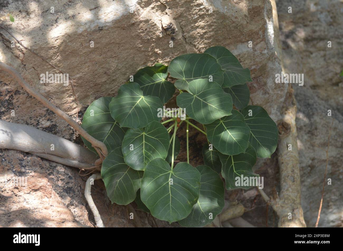 Ficus petiolaris hi-res stock photography and images - Alamy