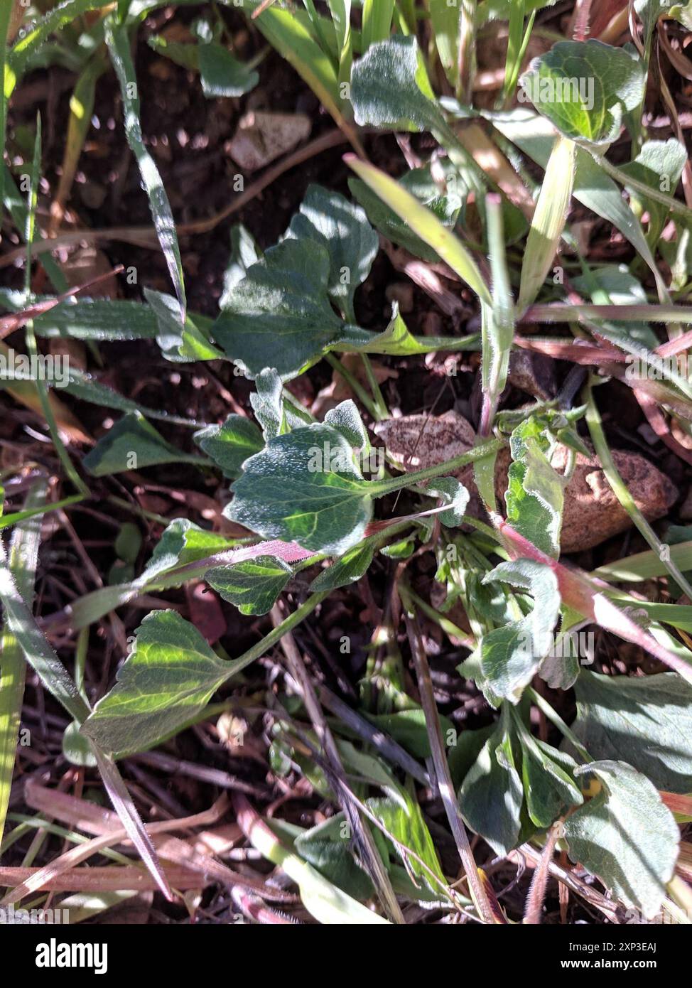 California Golden Violet (Viola pedunculata) Plantae Stock Photo - Alamy