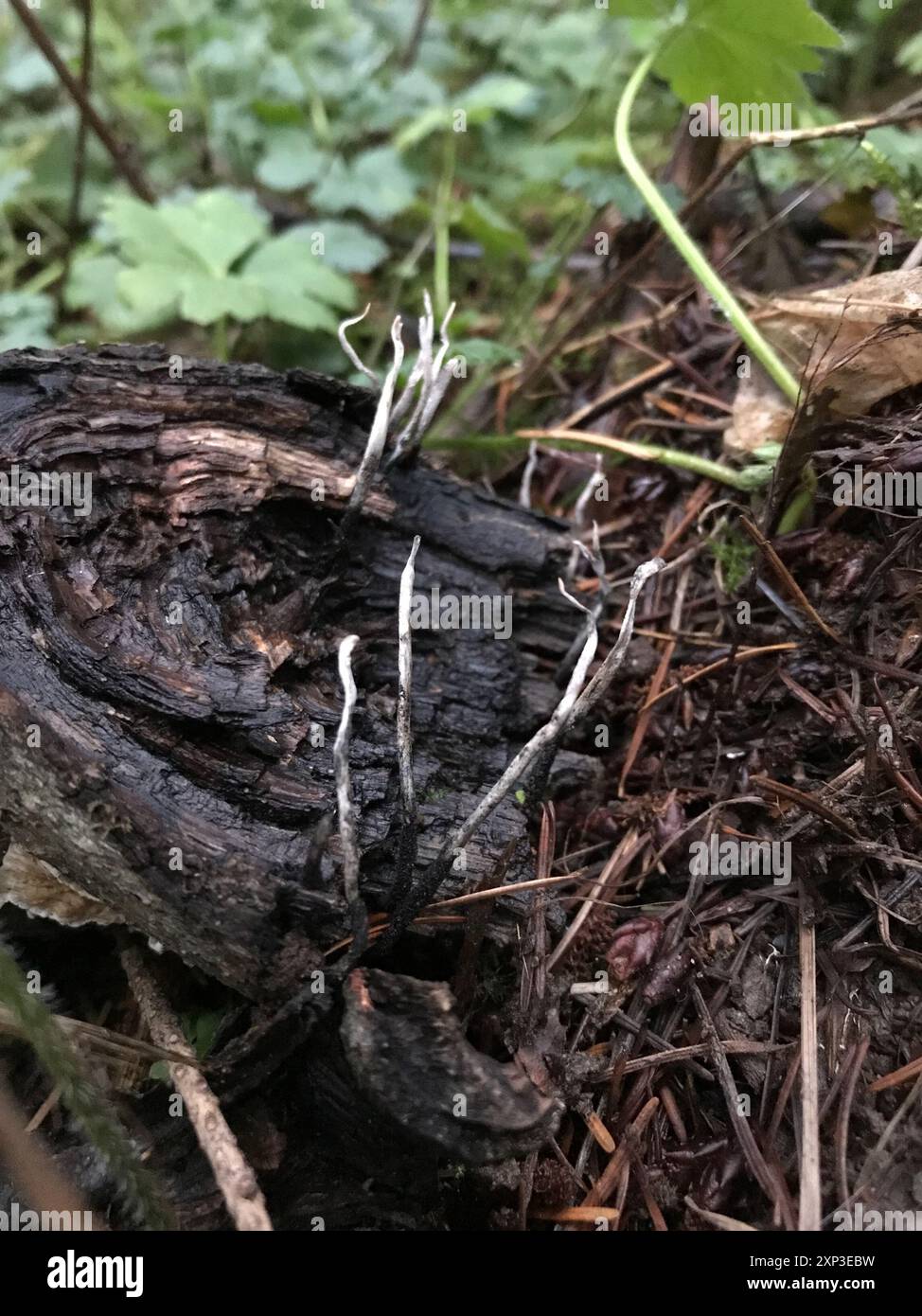 Candlesnuff Fungus (Xylaria hypoxylon) Fungi Stock Photo - Alamy