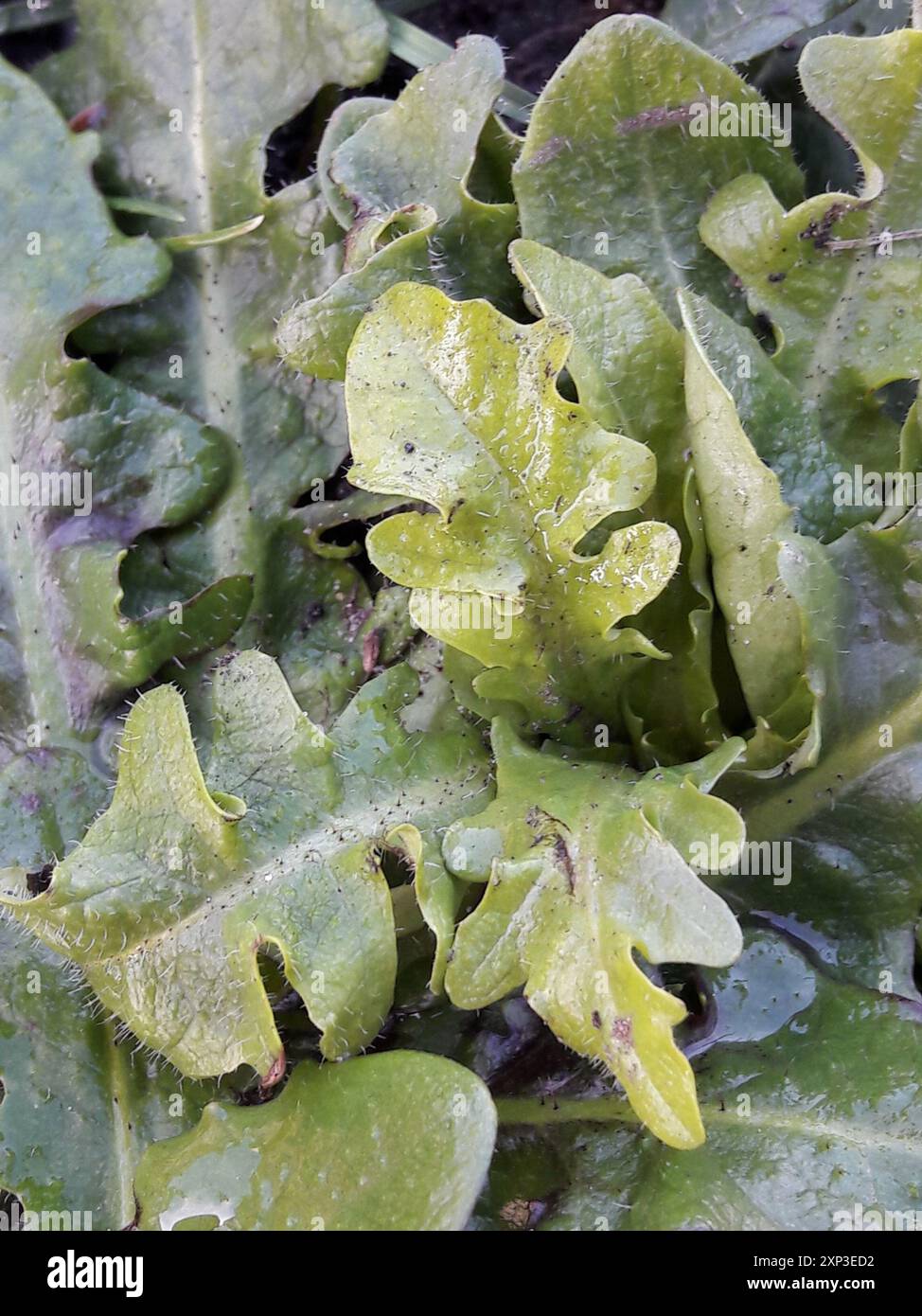 Common Cat's-ear (Hypochaeris radicata) Plantae Stock Photo - Alamy