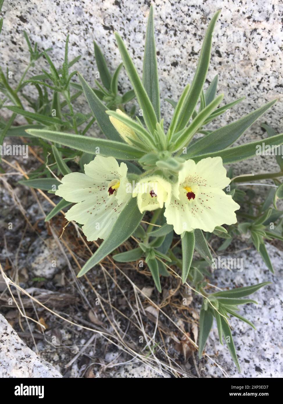 ghost flower (Mohavea confertiflora) Plantae Stock Photo - Alamy