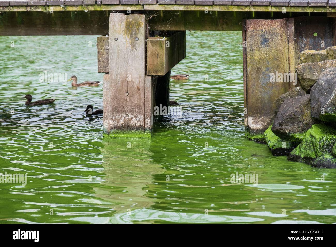 Blue Green algae blooms, cyanobacteria causing extensive pollution in ...