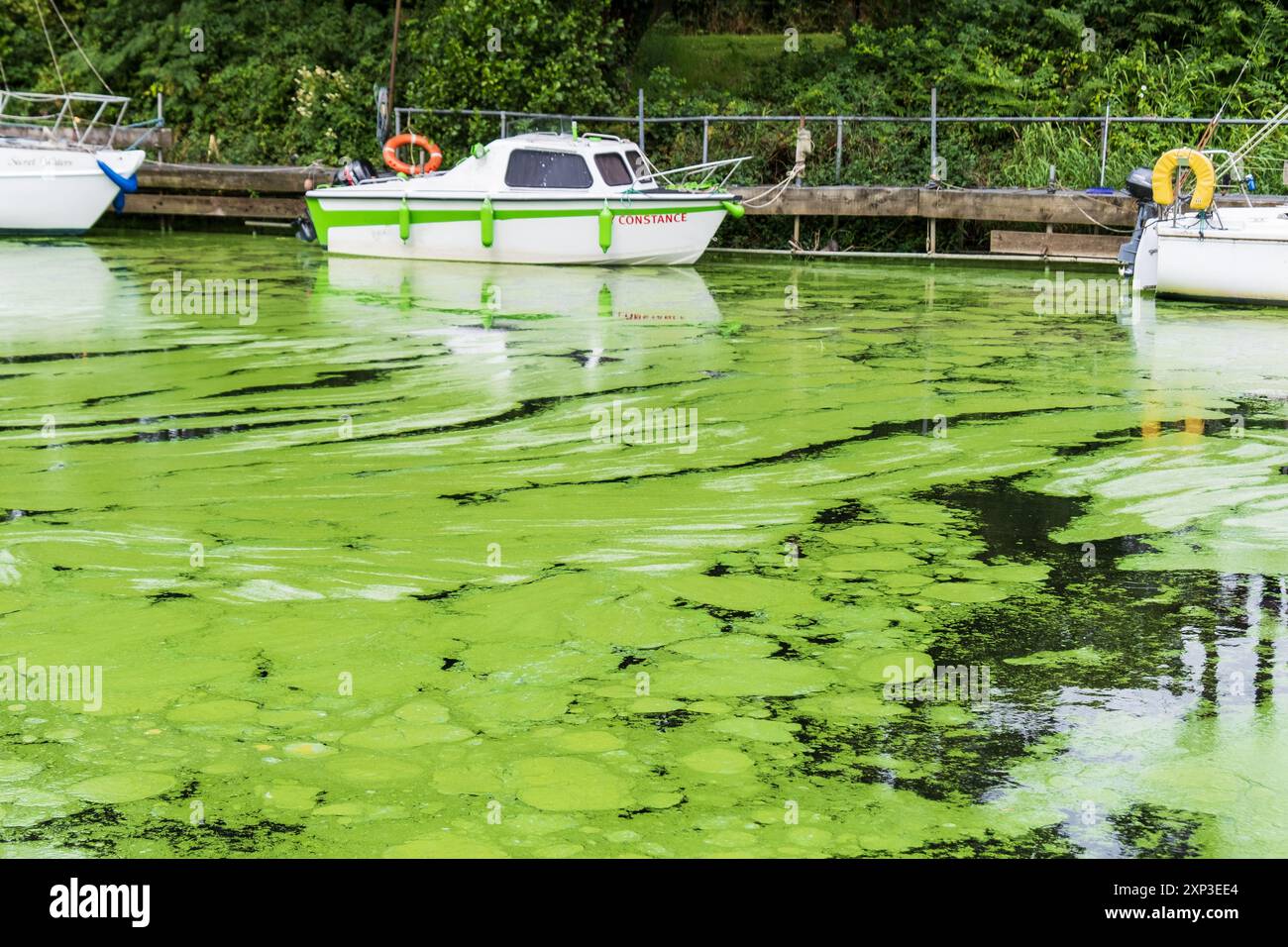 Antrim, Northern Ireland - August 3rd 2024: Toxic Blue Green algae blooms, taking significant ...
