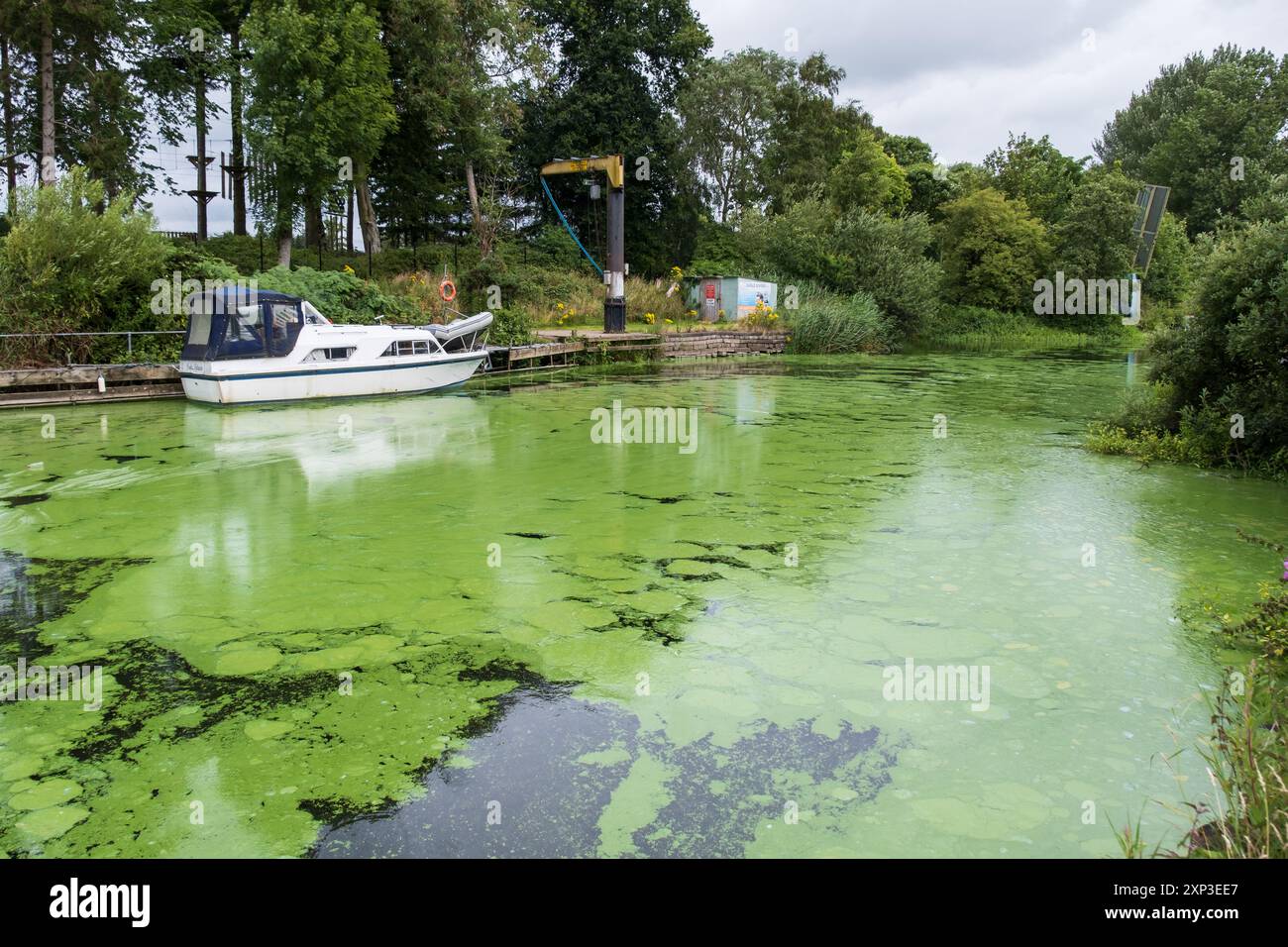 Antrim, Northern Ireland - August 3rd 2024: Extensive Blue Green algae ...