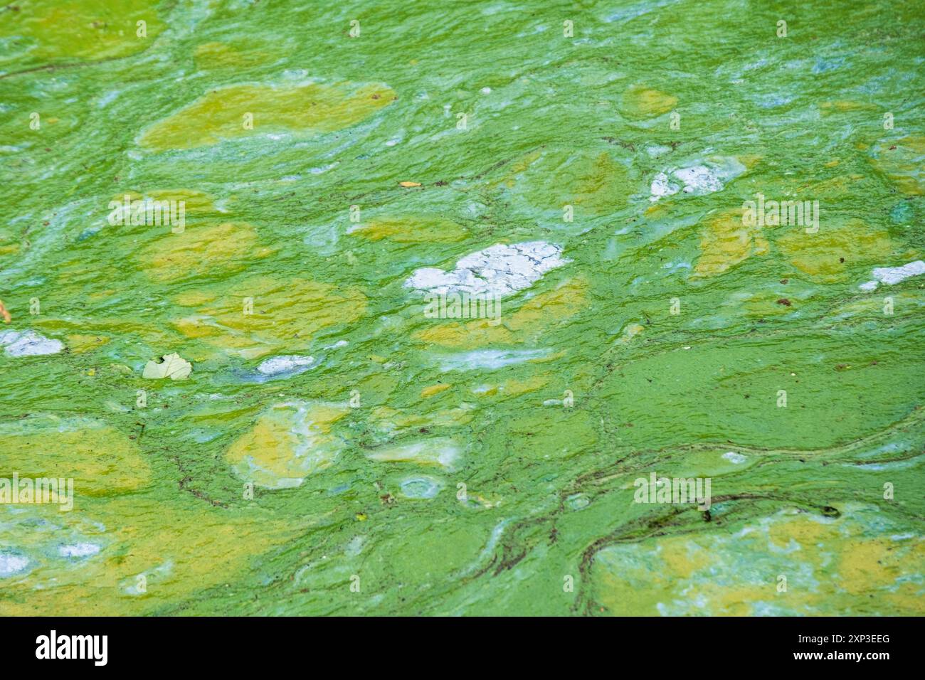 Eutrophication lough neagh 2024 hi-res stock photography and images - Alamy