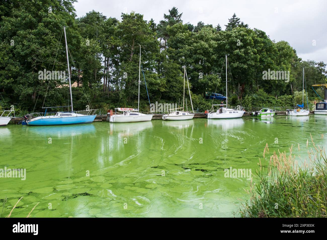 Antrim, Northern Ireland - August 3rd 2024: Blue Green algae ...