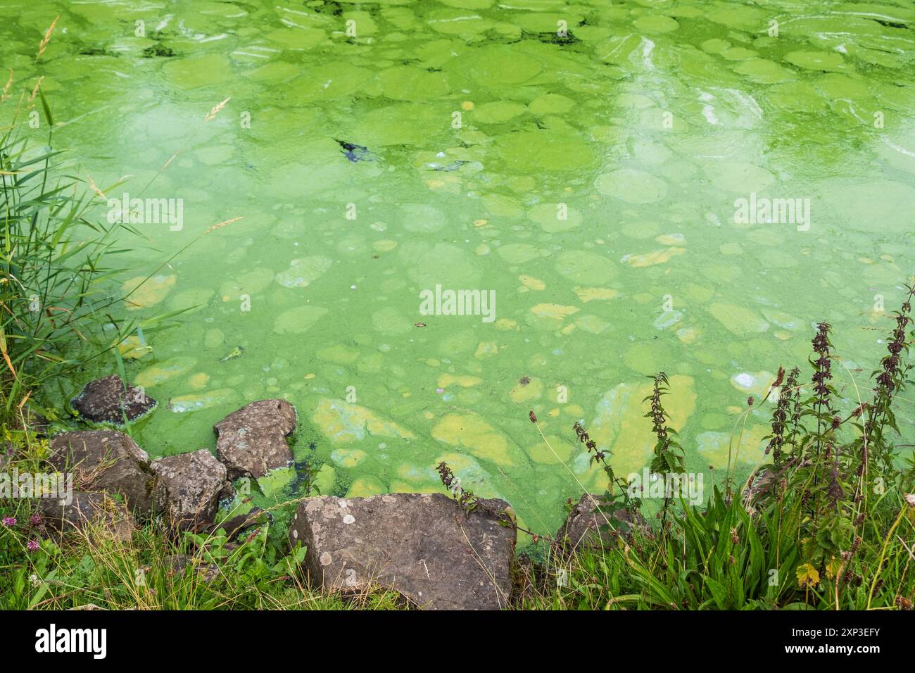 Blue Green algae blooms, cyanobacteria close up from river bank. Toxic but beautiful algal ...