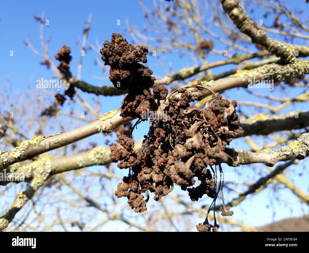 Ash key gall hi-res stock photography and images - Alamy