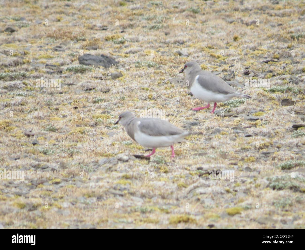 Magellanic Plover (Pluvianellus socialis) Aves Stock Photo - Alamy