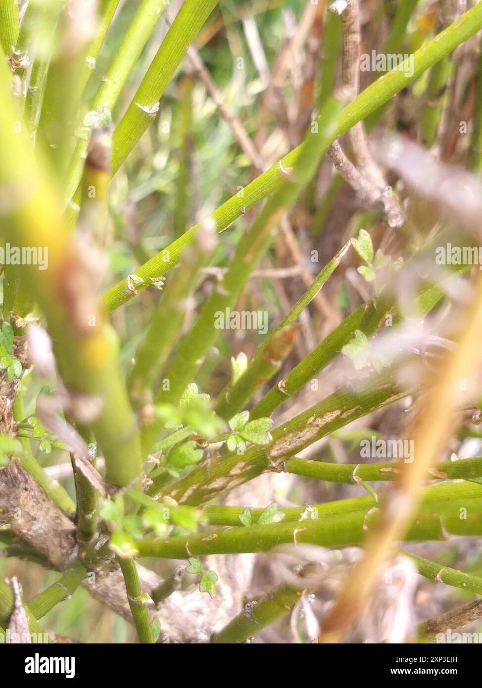 New Zealand common broom (Carmichaelia australis) Plantae Stock Photo ...