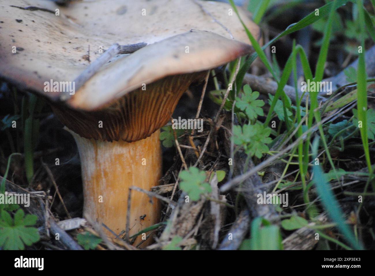 golden milkcap (Lactarius alnicola) Fungi Stock Photo - Alamy