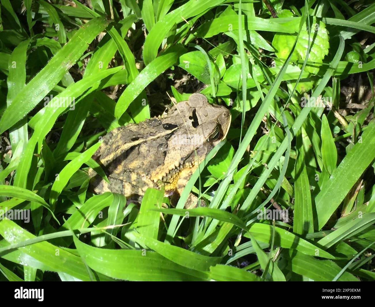 Central American Gulf Coast Toad (Incilius valliceps) Amphibia Stock ...