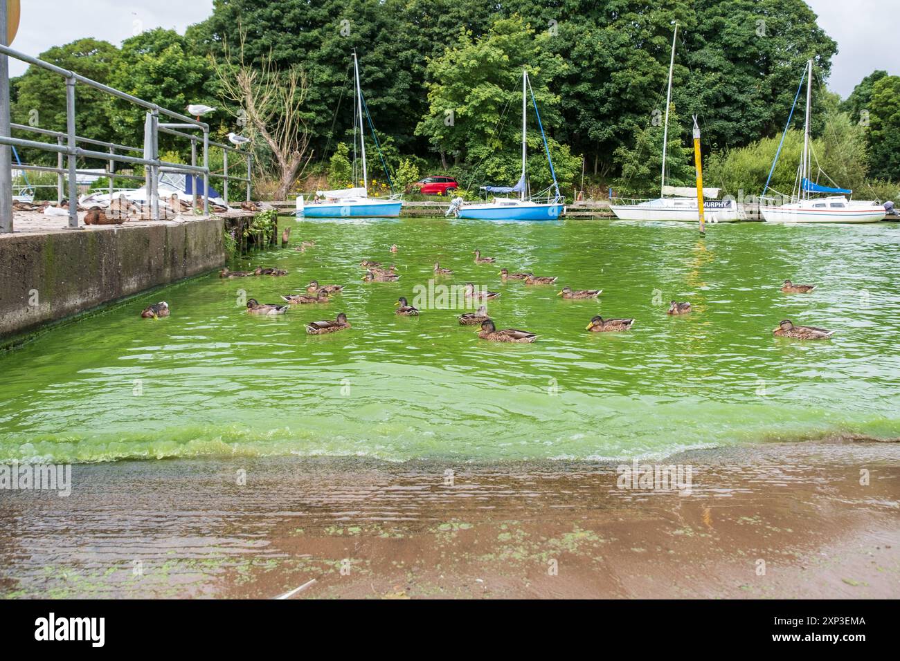 Antrim, Northern Ireland - August 3rd 2024: Ducks swim in luminous ...