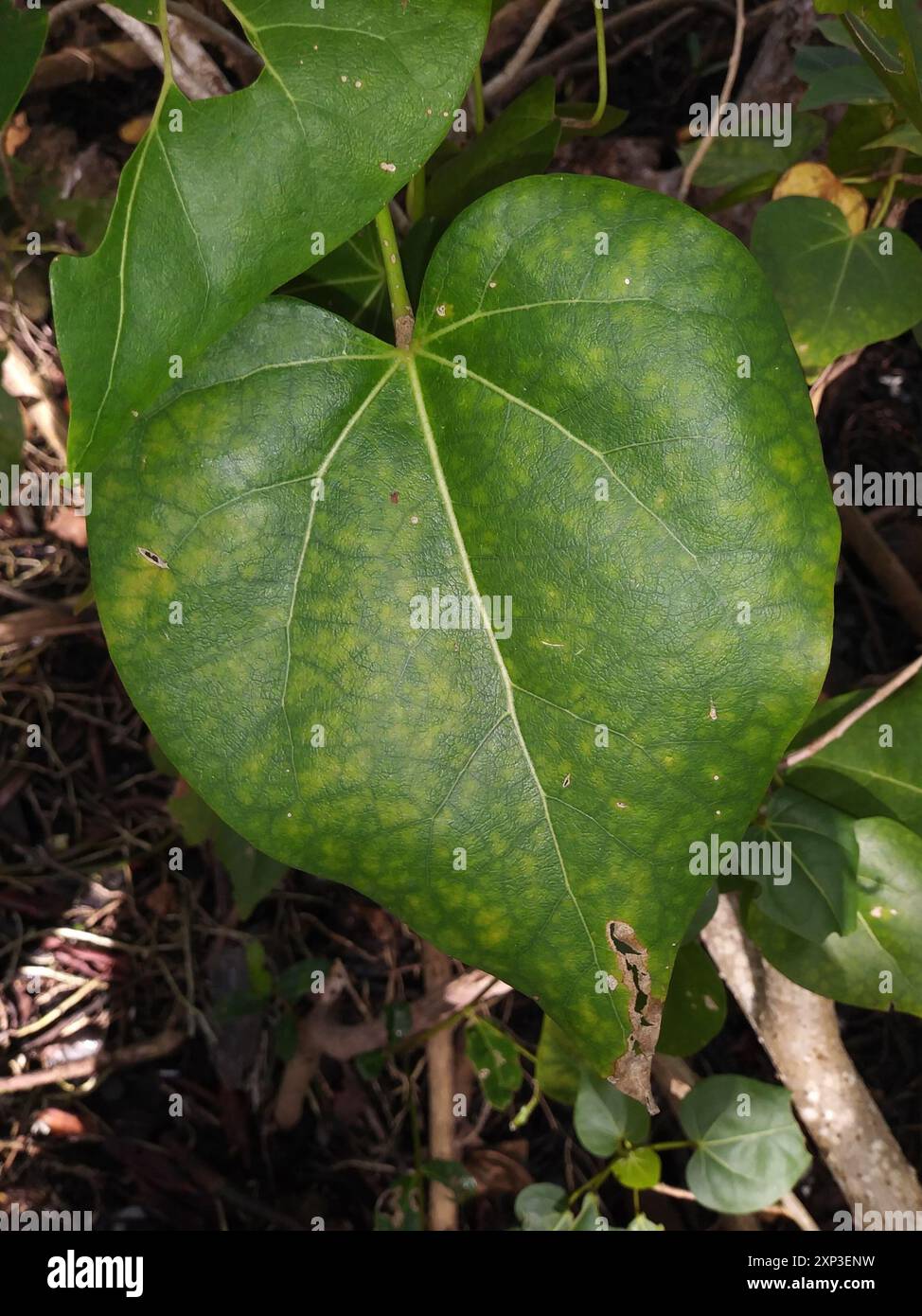 Portia tree (Thespesia populnea) Plantae Stock Photo - Alamy