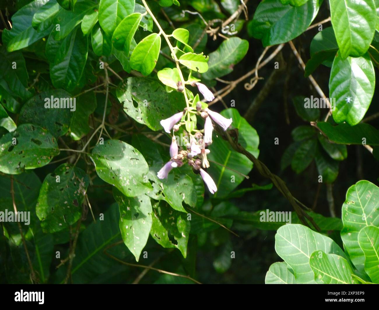 Maripa hi-res stock photography and images - Alamy