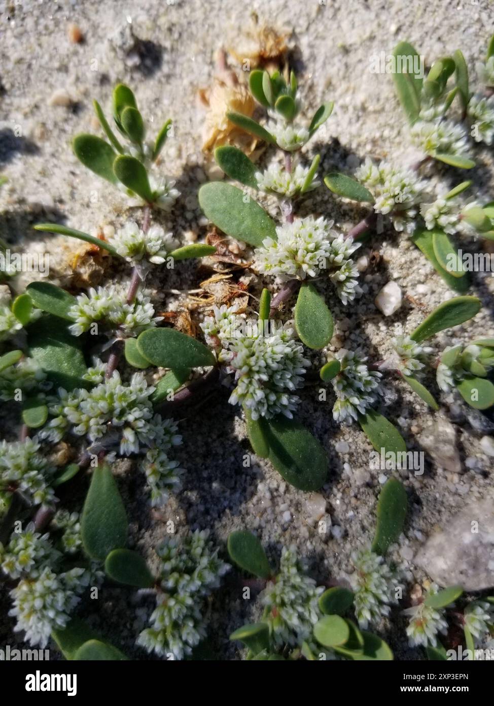 Frost Mat (Achyronychia cooperi) Plantae Stock Photo - Alamy