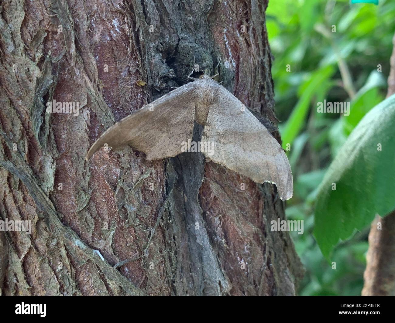 Hyposidra hi-res stock photography and images - Alamy