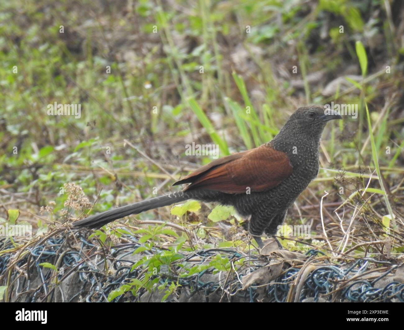 Greater Coucal (Centropus sinensis) Aves Stock Photo - Alamy