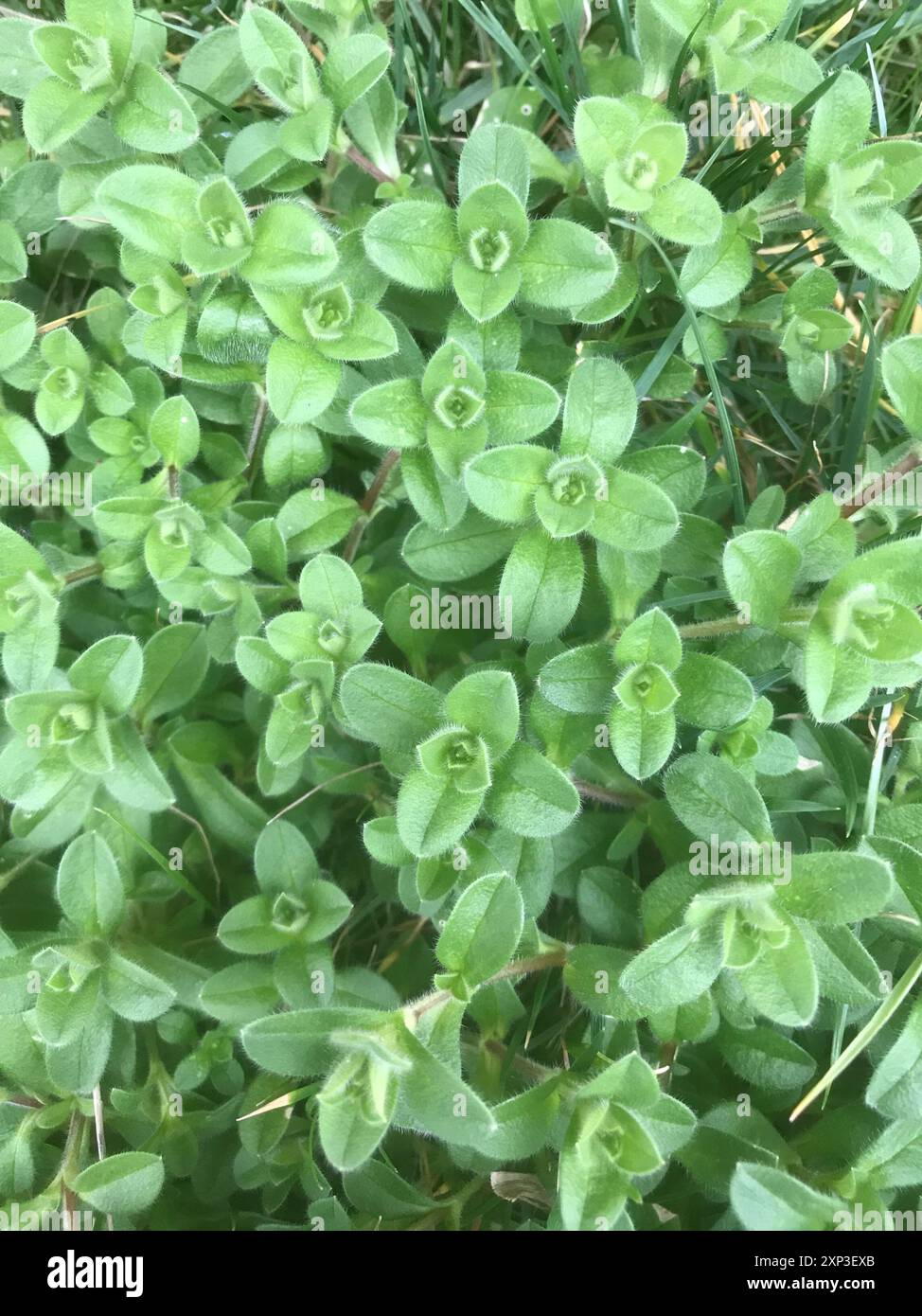 Sticky mouse-ear chickweed (Cerastium glomeratum) Plantae Stock Photo ...