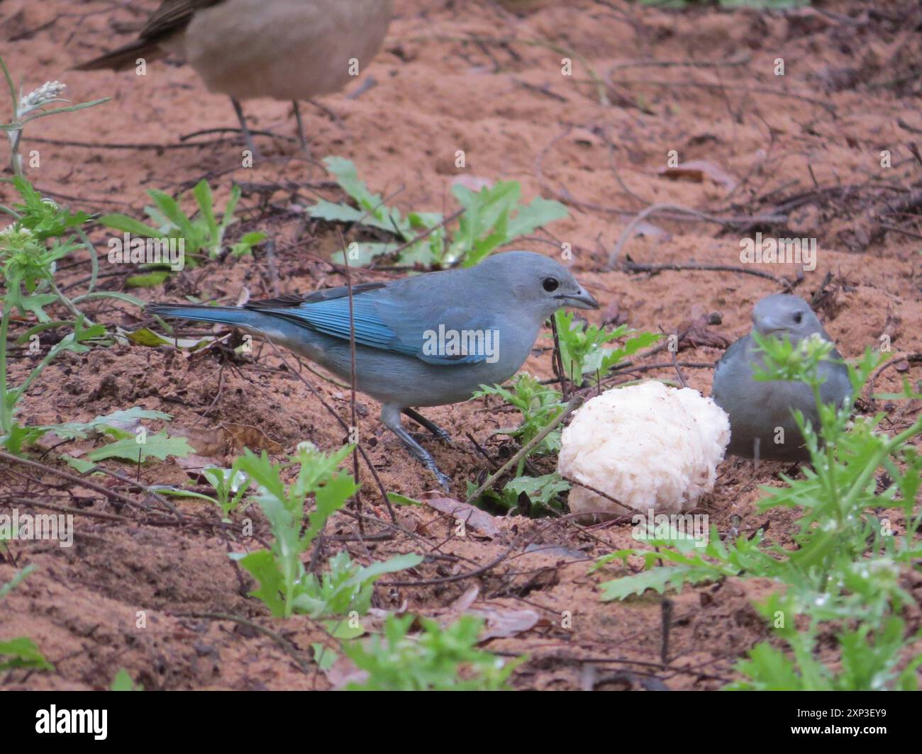 Sayaca Tanager (Thraupis sayaca) Aves Stock Photo - Alamy