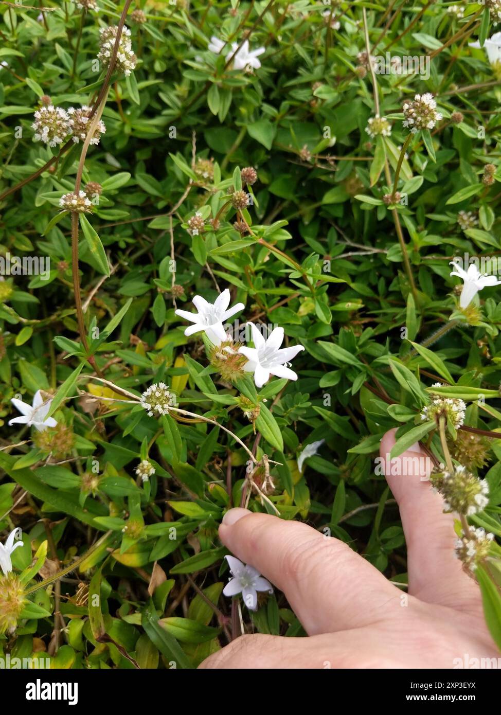 largeflower Mexican clover (Richardia grandiflora) Plantae Stock Photo ...