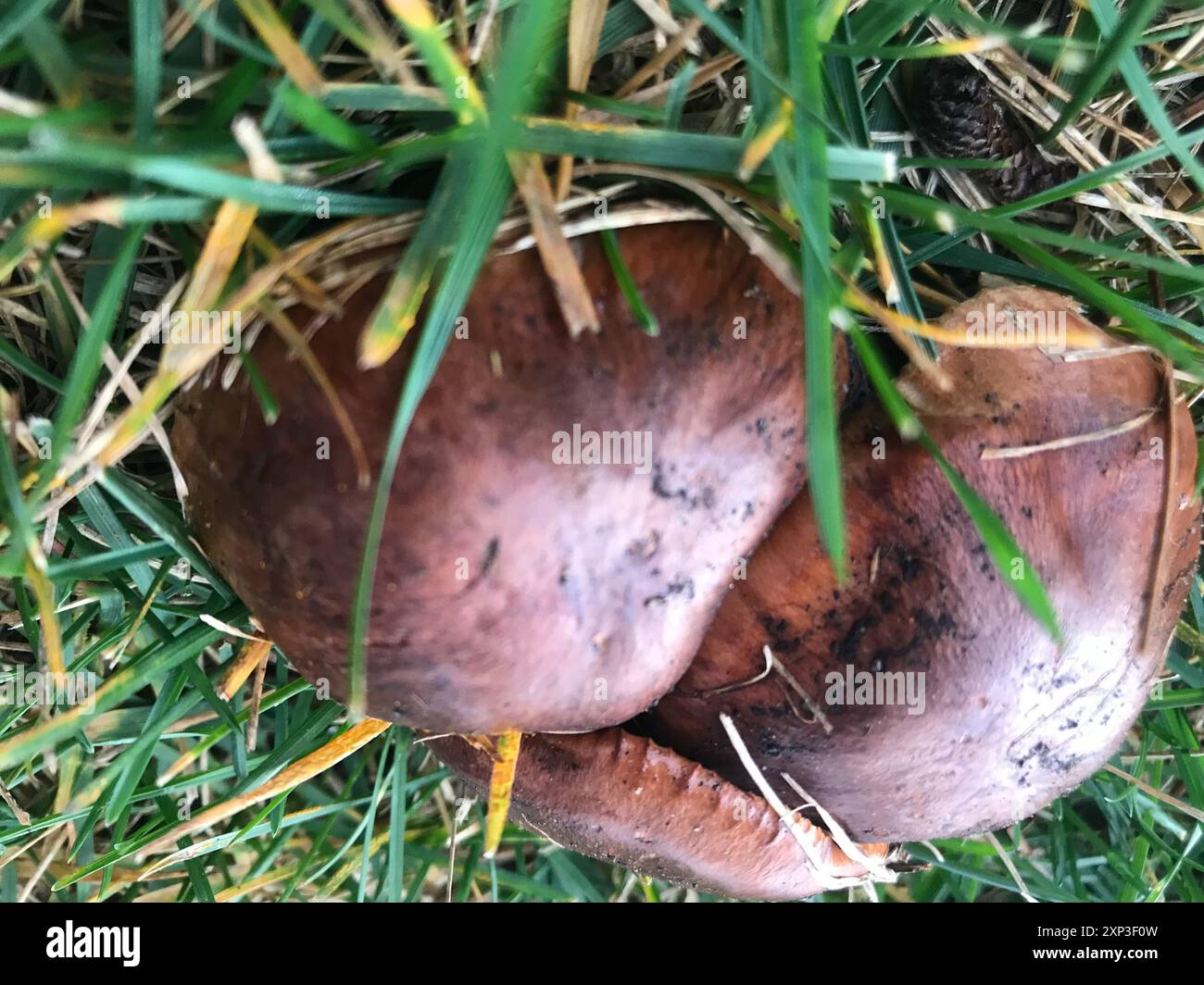Pine Spikes (Chroogomphus vinicolor) Fungi Stock Photo - Alamy