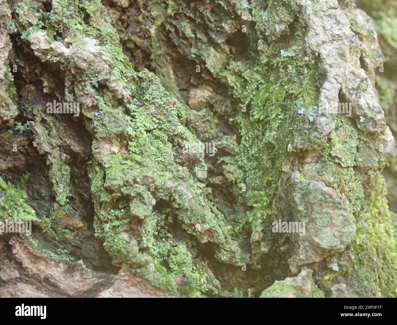 Croatica hi-res stock photography and images - Alamy