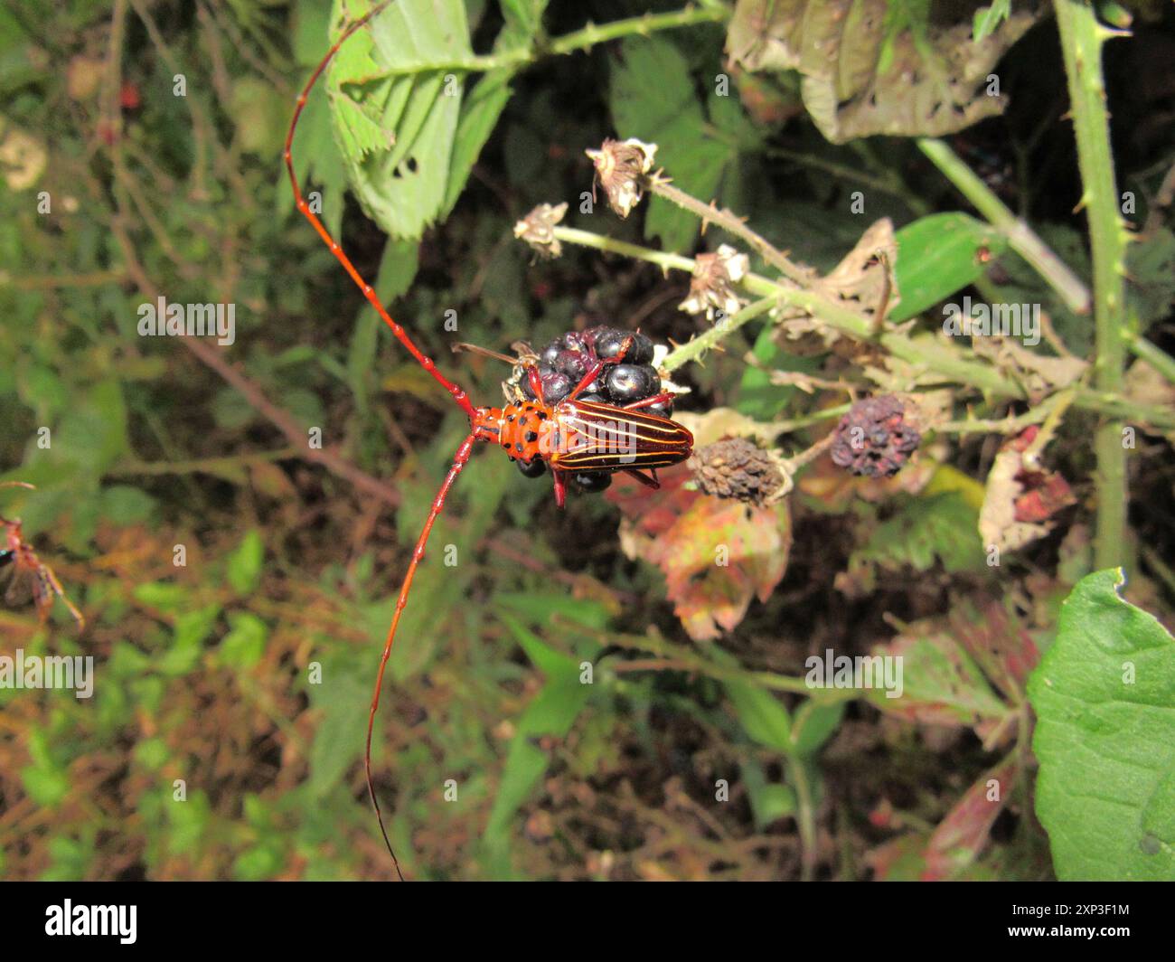 (Chydarteres striatus) Insecta Stock Photo - Alamy