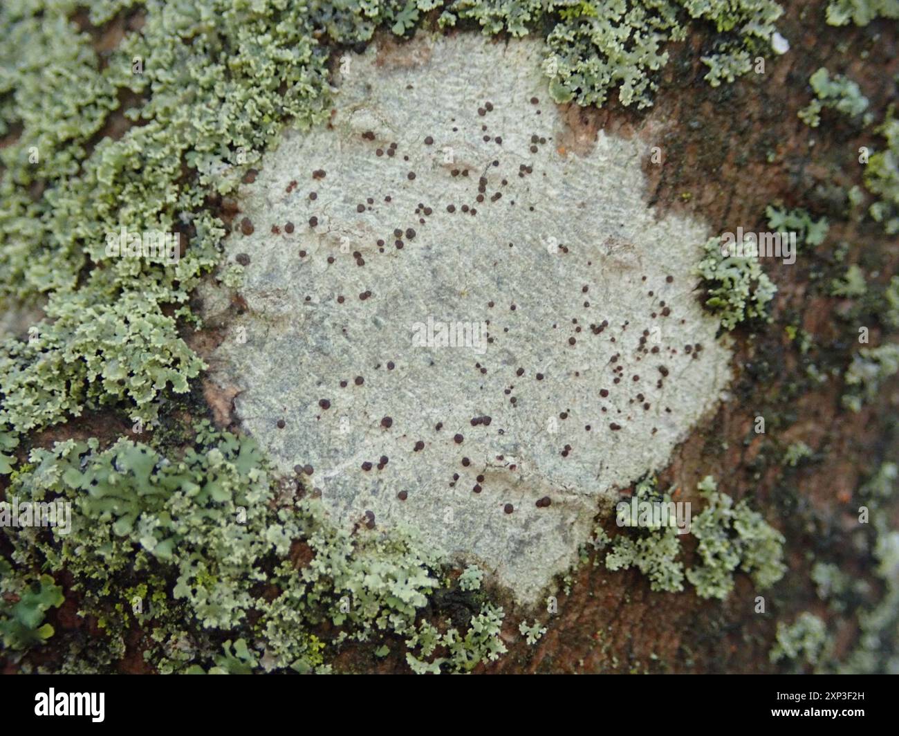 Variable Brown Dotlets (Lecidea varians) Fungi Stock Photo - Alamy
