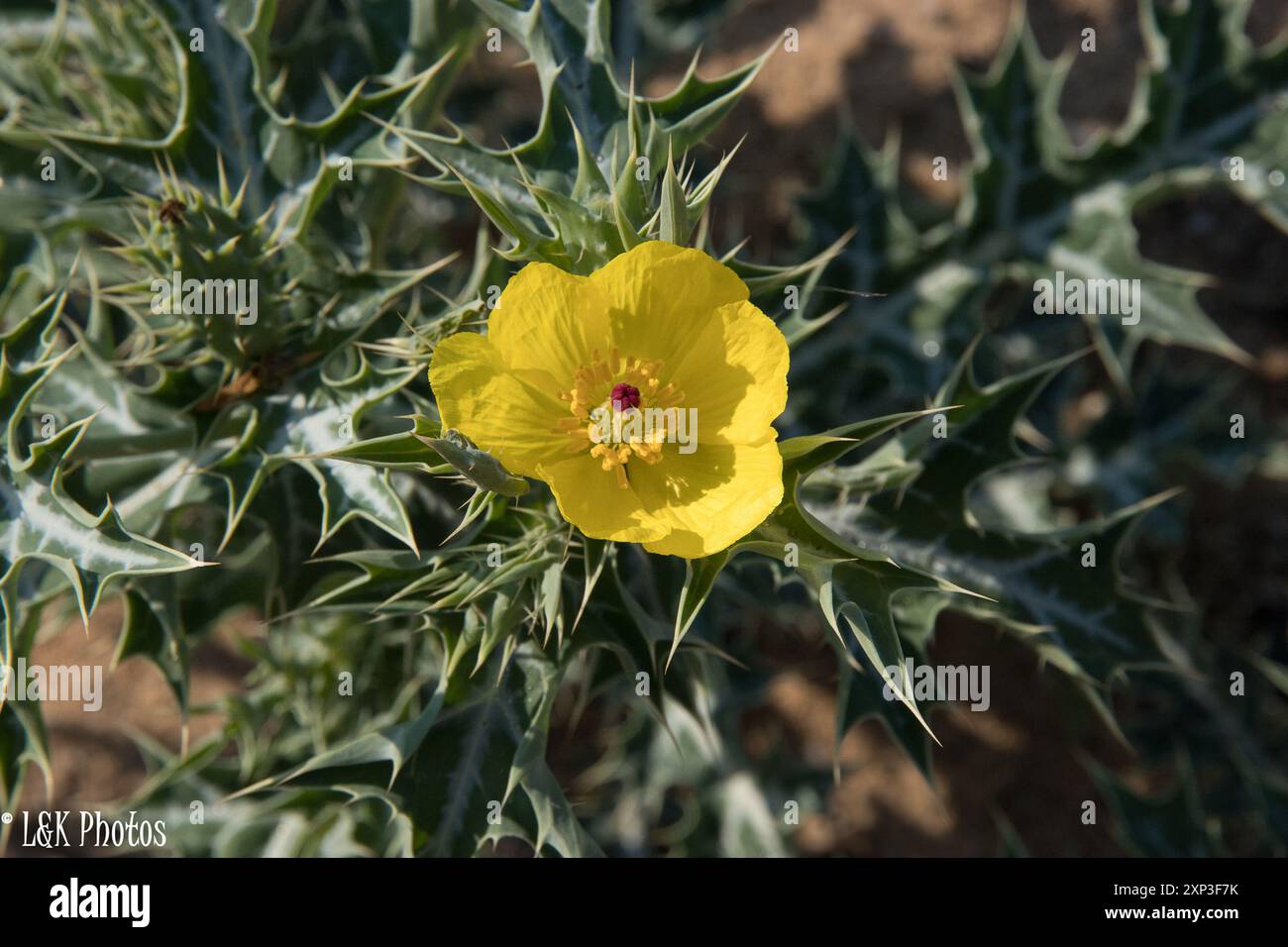 Mexican prickly poppy (Argemone mexicana) Plantae Stock Photo - Alamy