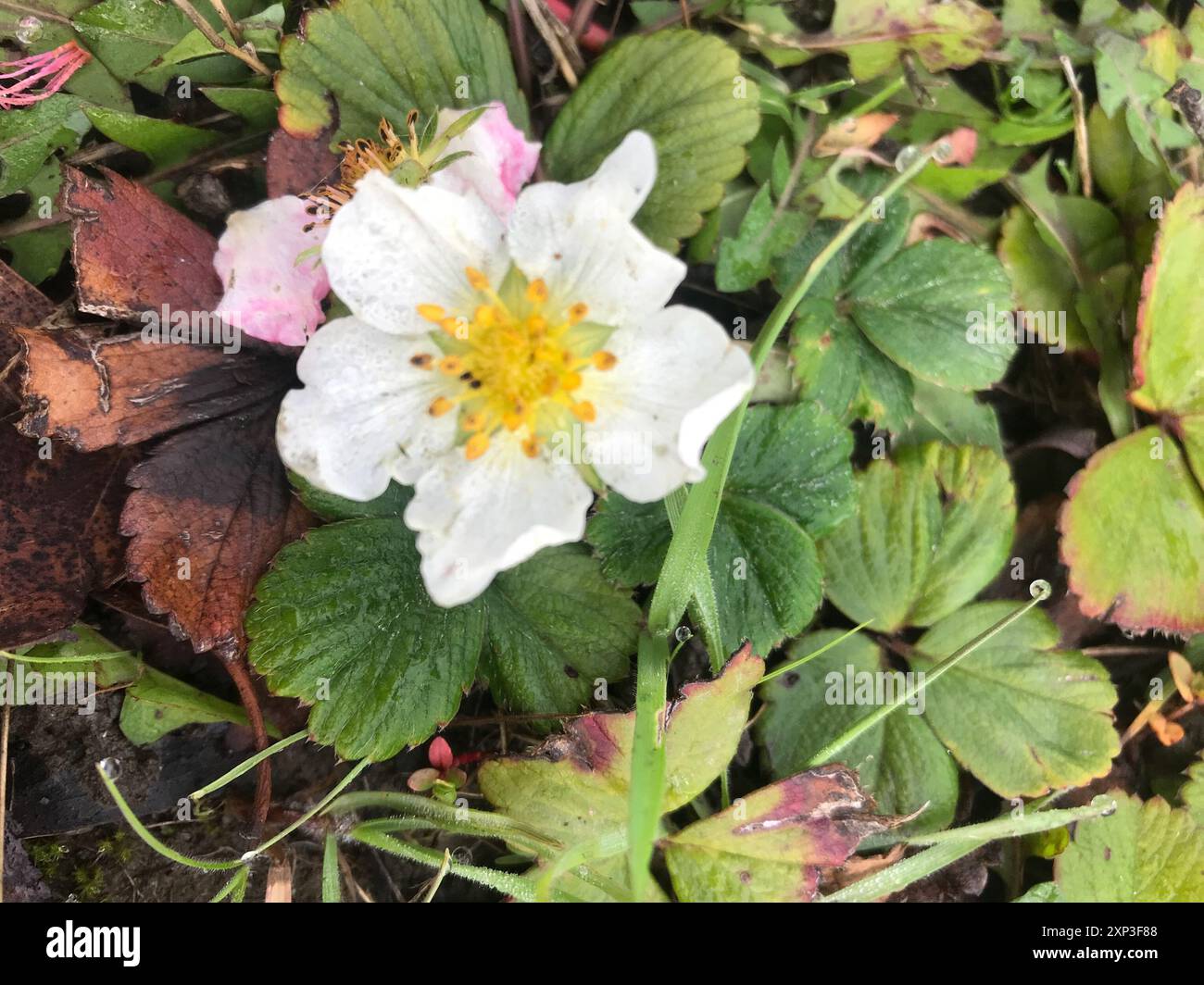beach strawberry (Fragaria chiloensis) Plantae Stock Photo - Alamy