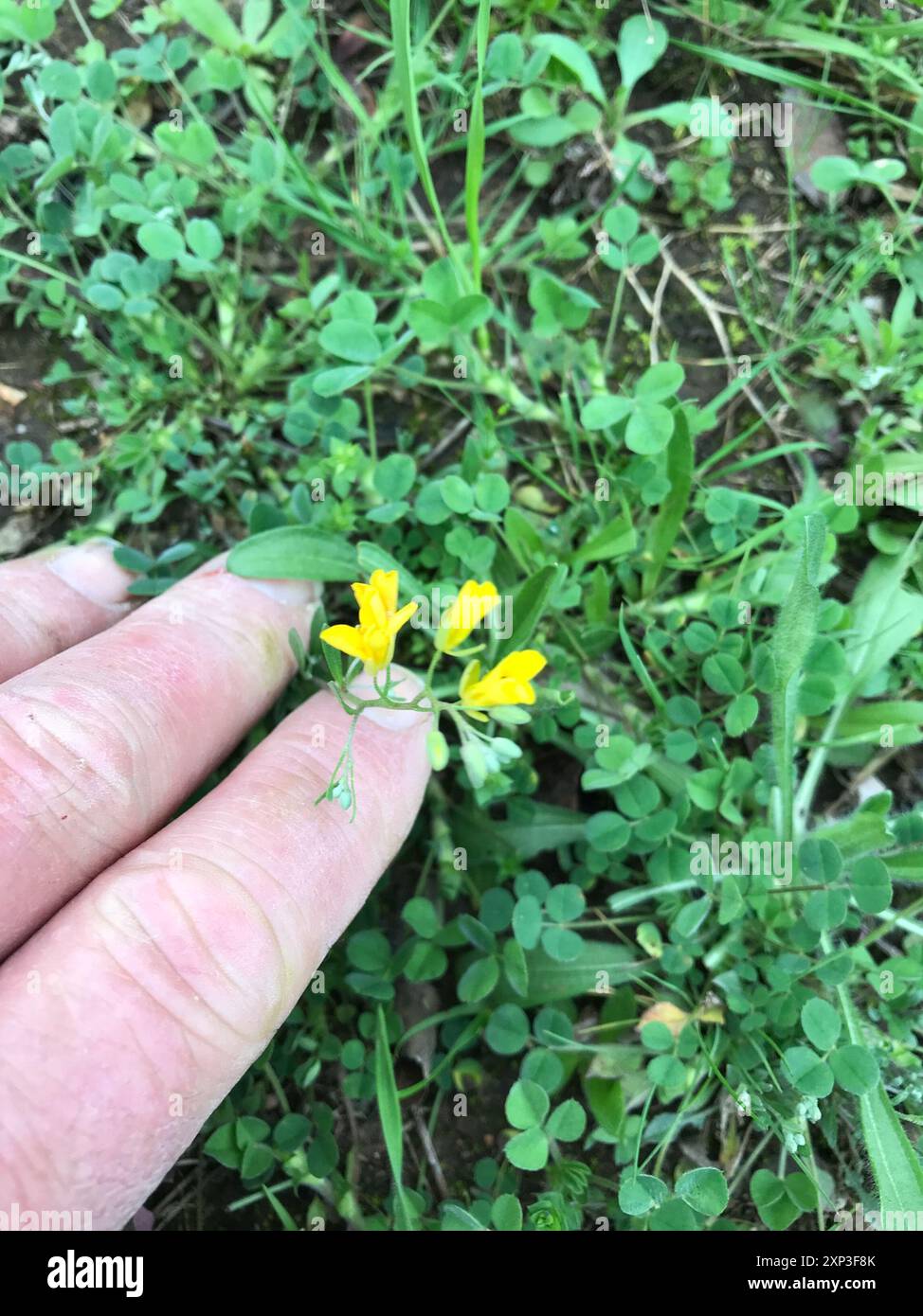 bladderpods (Physaria) Plantae Stock Photo - Alamy