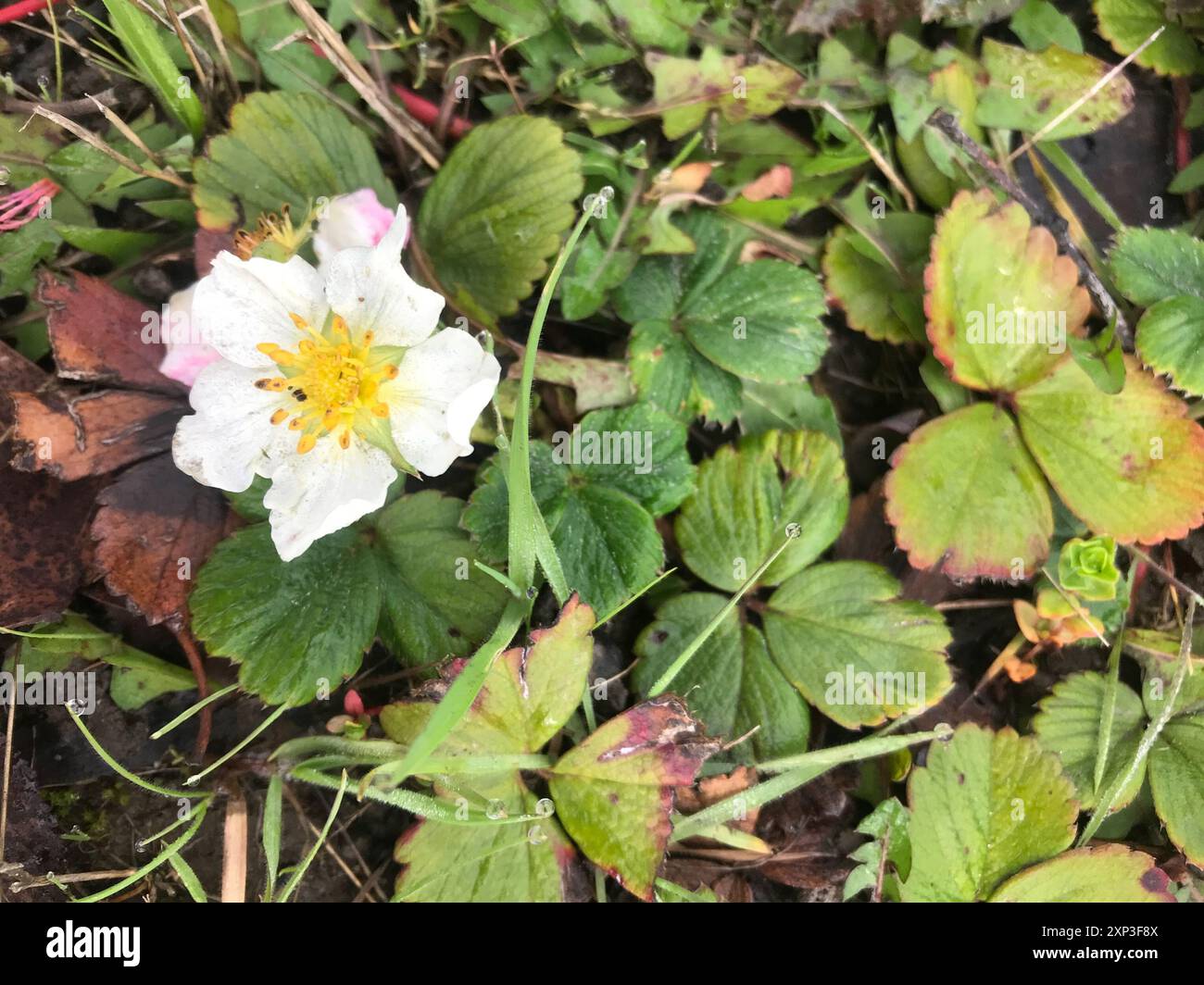 beach strawberry (Fragaria chiloensis) Plantae Stock Photo - Alamy
