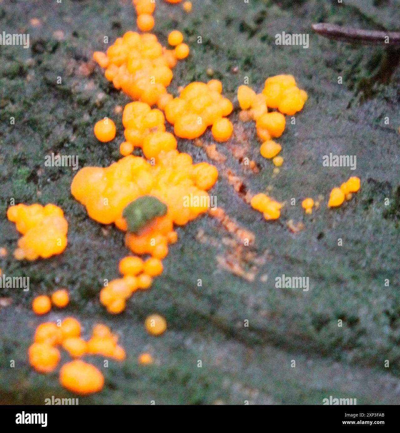 Jelly Spot Fungus (Dacrymyces stillatus) Fungi Stock Photo - Alamy