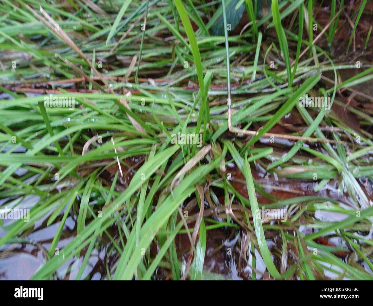 Creeping Bent (Agrostis stolonifera) Plantae Stock Photo - Alamy