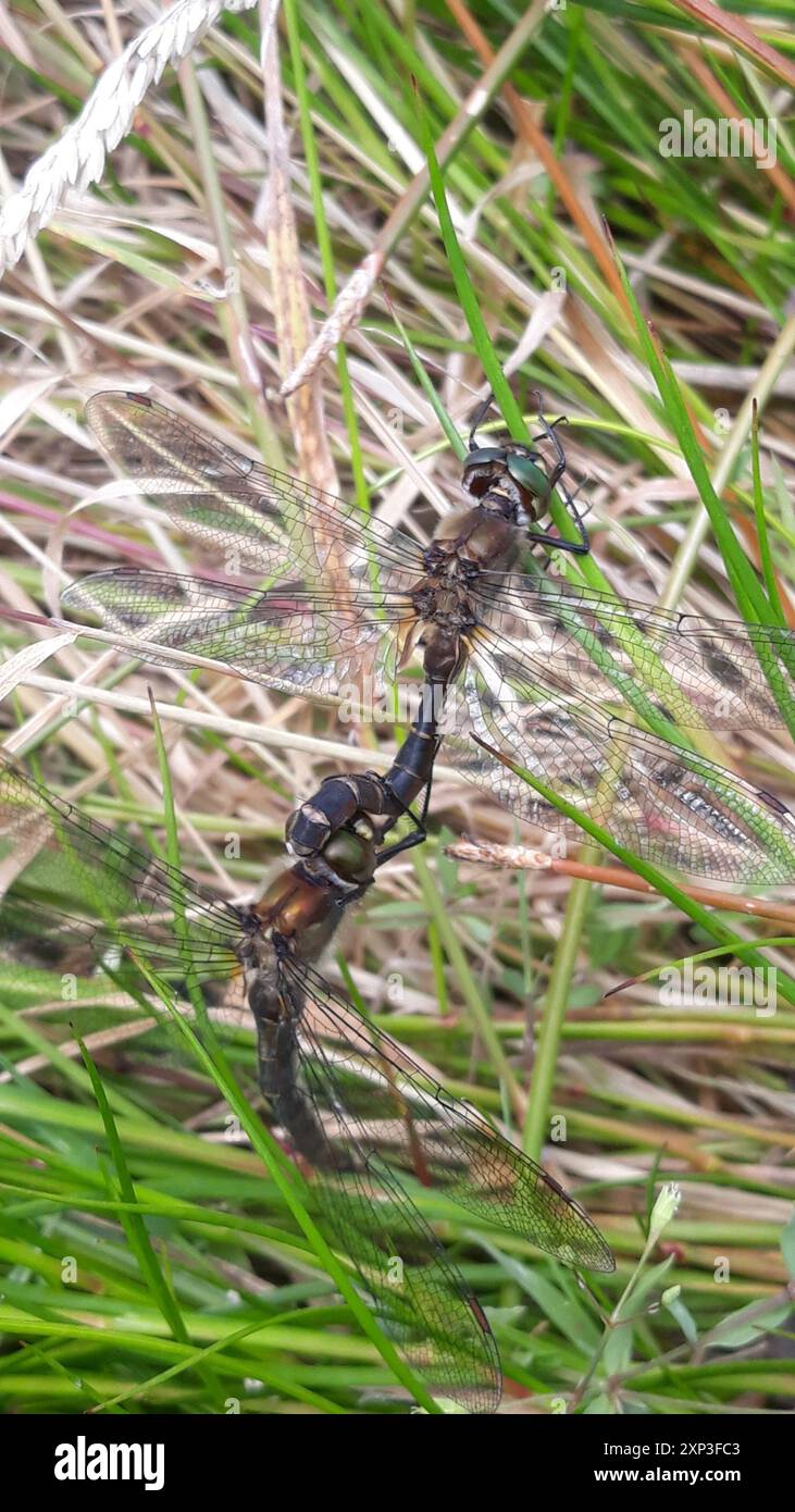 Smith's Dragonfly (Procordulia smithii) Insecta Stock Photo - Alamy
