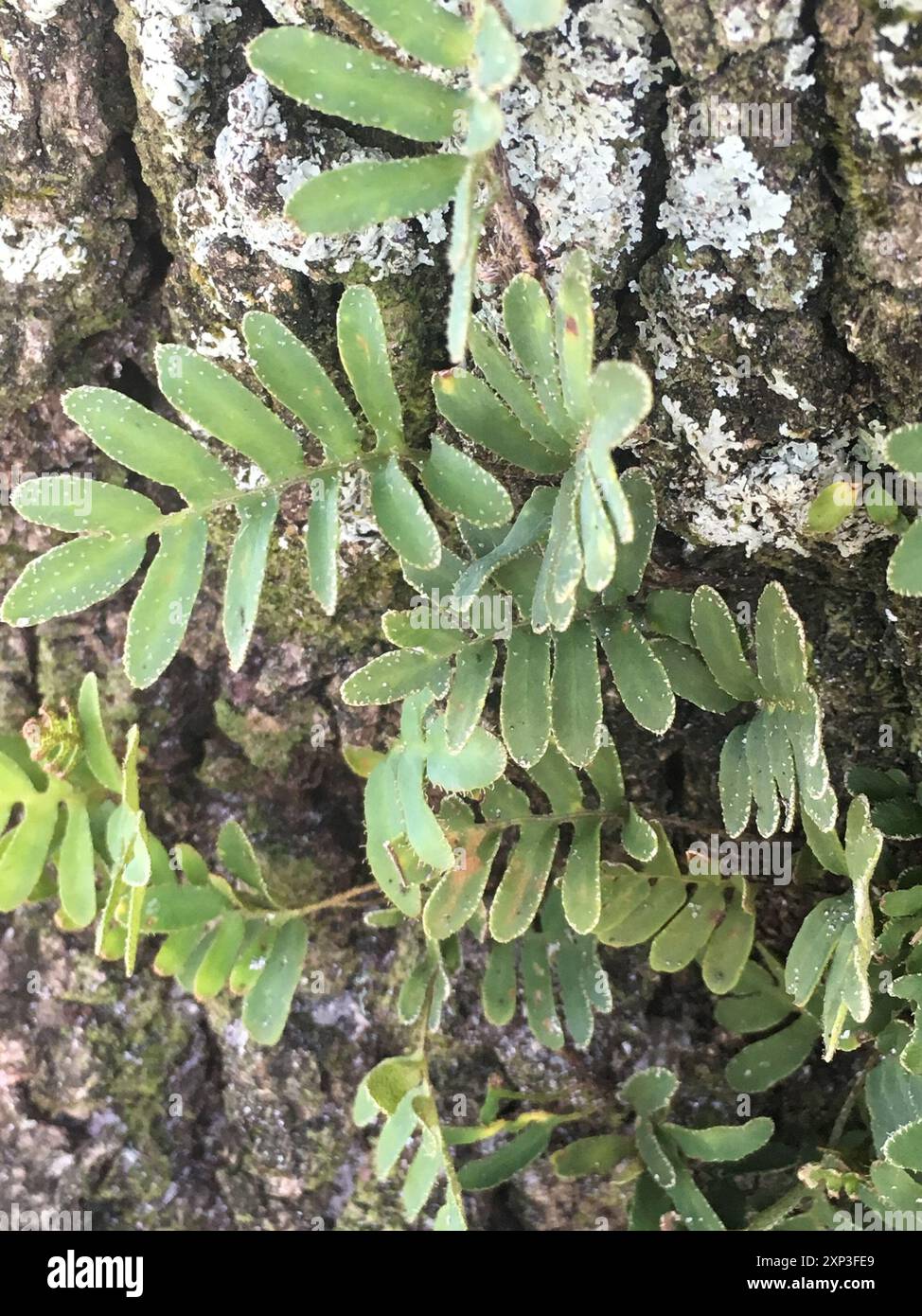 resurrection fern (Pleopeltis michauxiana) Plantae Stock Photo - Alamy