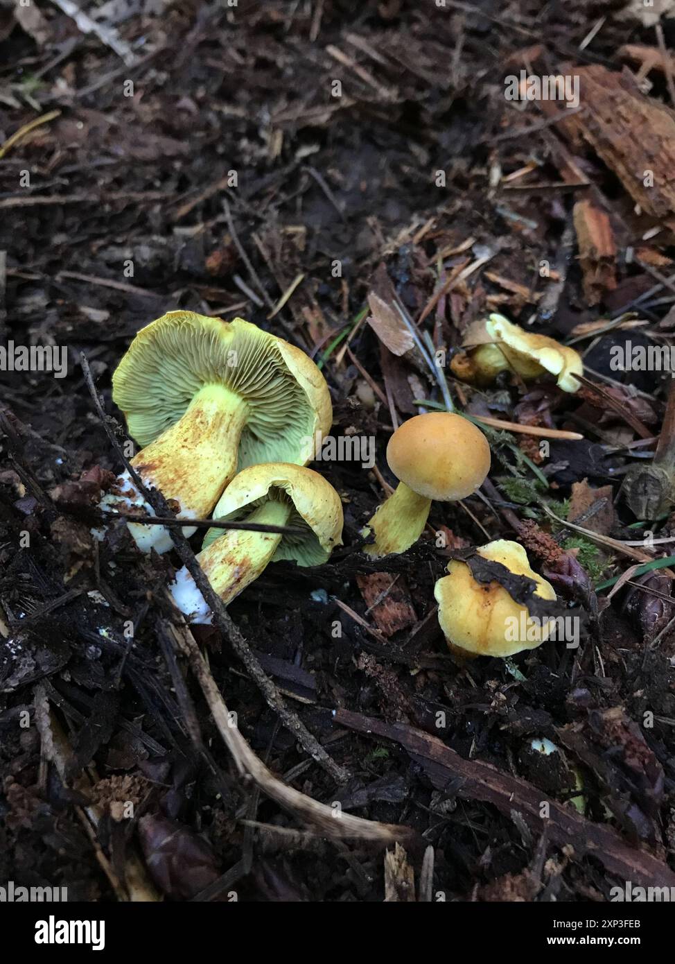 Sulphur Tuft (Hypholoma fasciculare) Fungi Stock Photo - Alamy