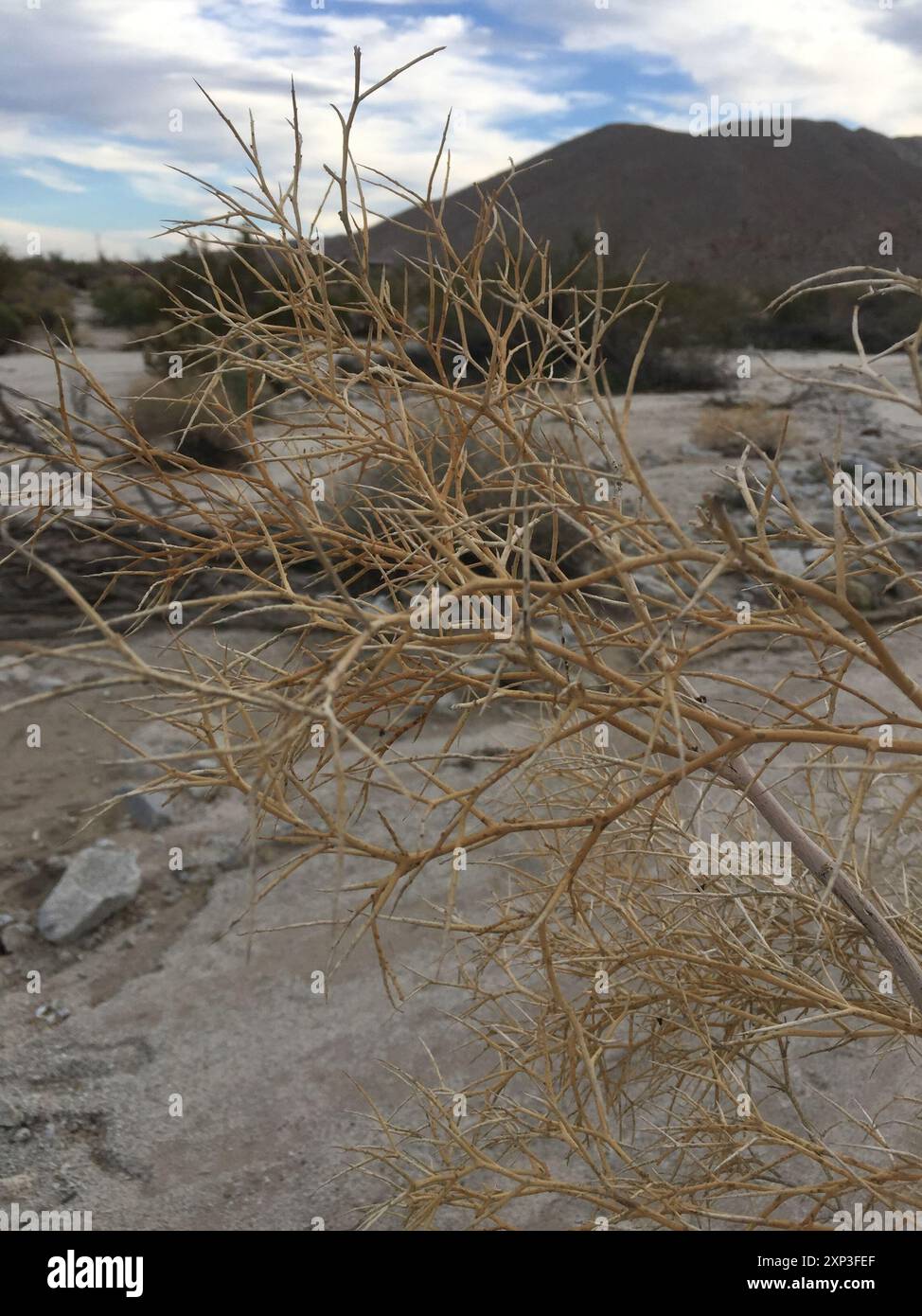 Smoke Tree (Psorothamnus spinosus) Plantae Stock Photo - Alamy