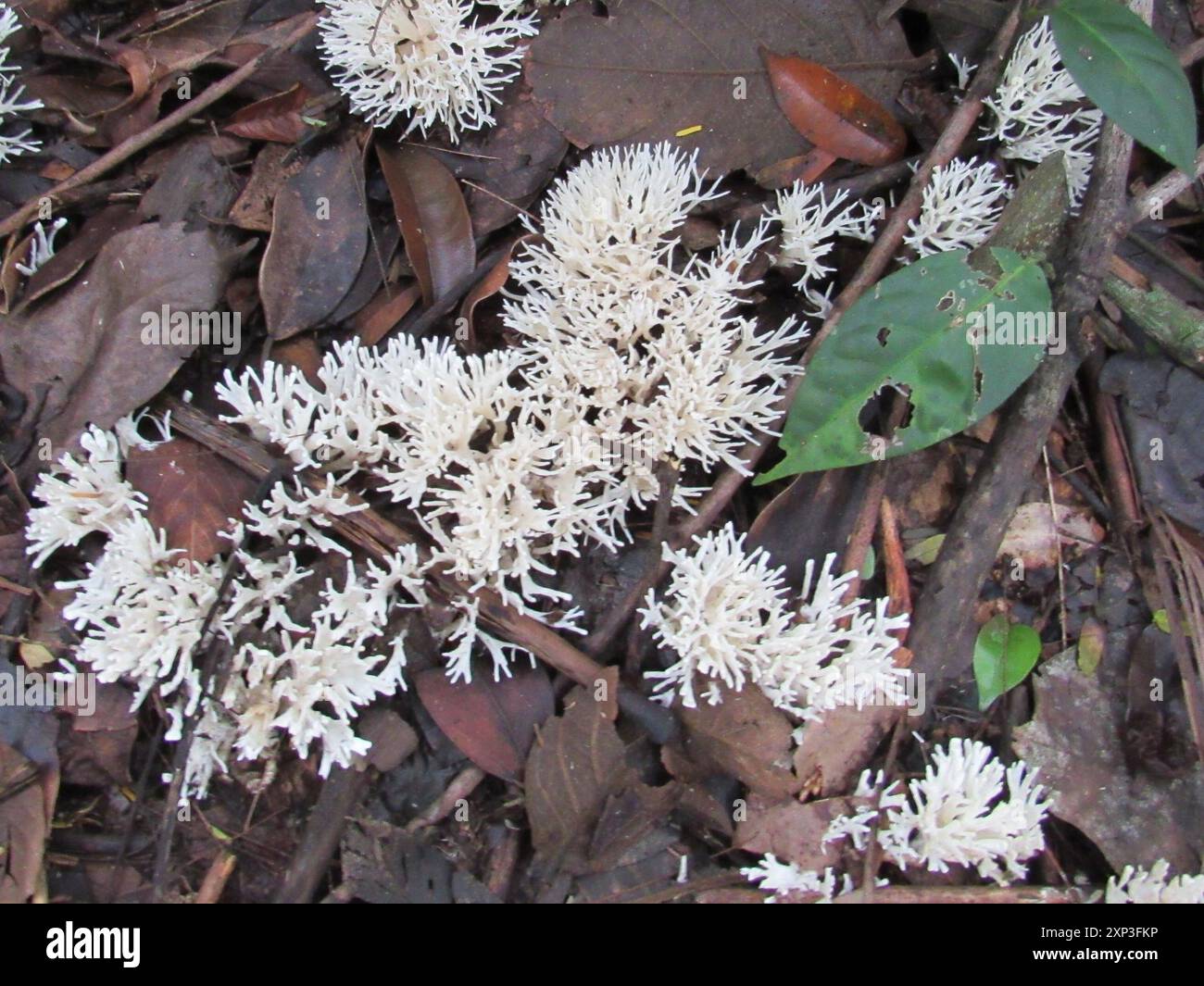 antler and spindle fungi (Clavariaceae) Fungi Stock Photo - Alamy